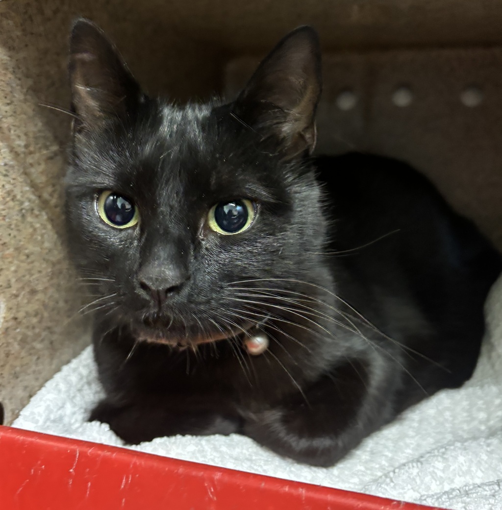 Queenie - Female Domestic Short Hair Cat in VIC - PetRescue