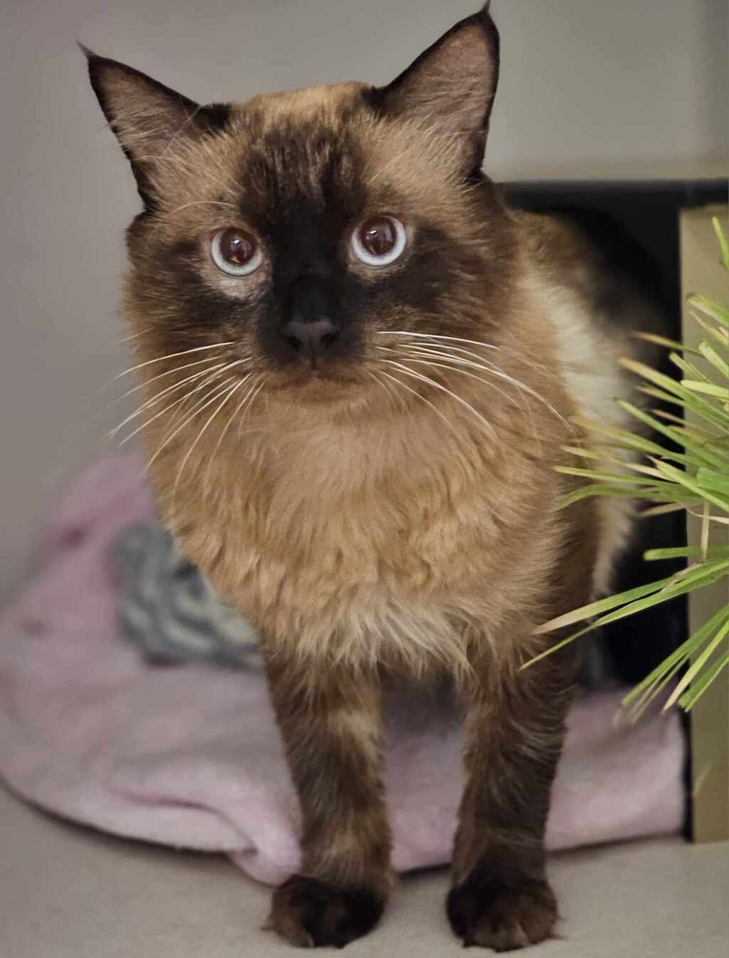 Oscar - Male Ragdoll Mix Cat in QLD - PetRescue