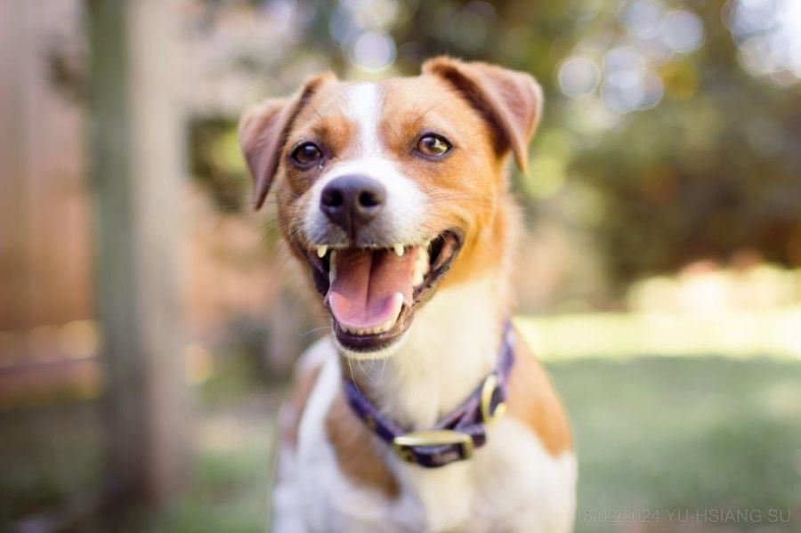 Sammy Applegate - Small Male Jack Russell Terrier Mix Dog in VIC ...