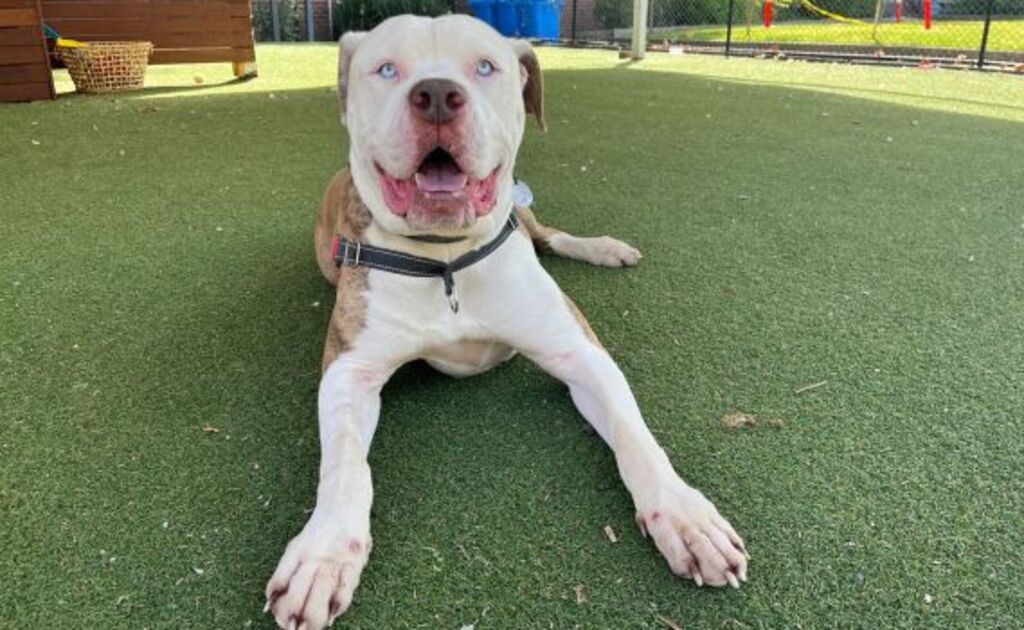 Roscoe - Large Male American Bulldog Mix Dog in VIC - PetRescue