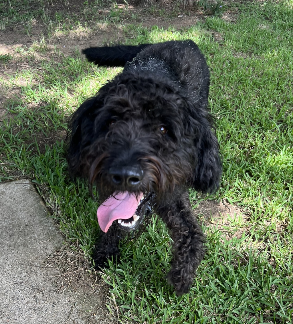 Samson - Large Male Labradoodle Mix Dog in QLD - PetRescue