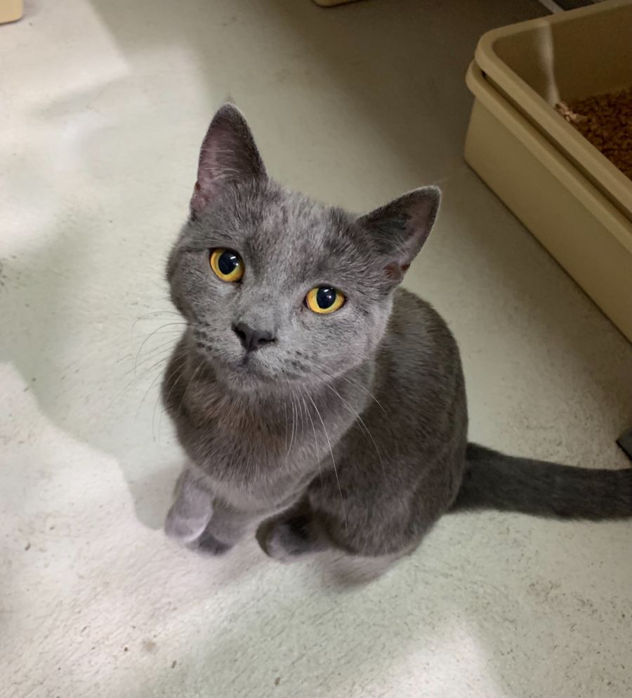 Lola - Female British Shorthair Mix Cat in VIC - PetRescue