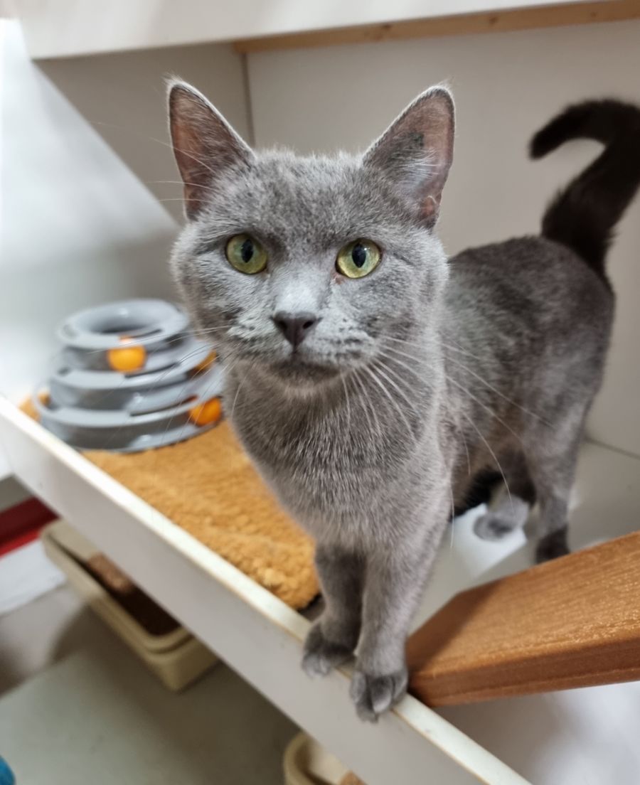 Penelope - Female British Shorthair Mix Cat in VIC - PetRescue