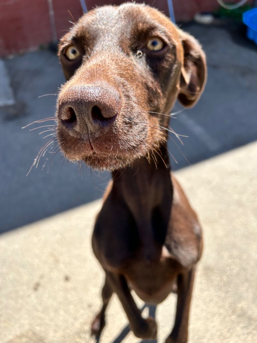 Remi - Large Female German Shorthaired Pointer x Labrador Mix Dog in ...