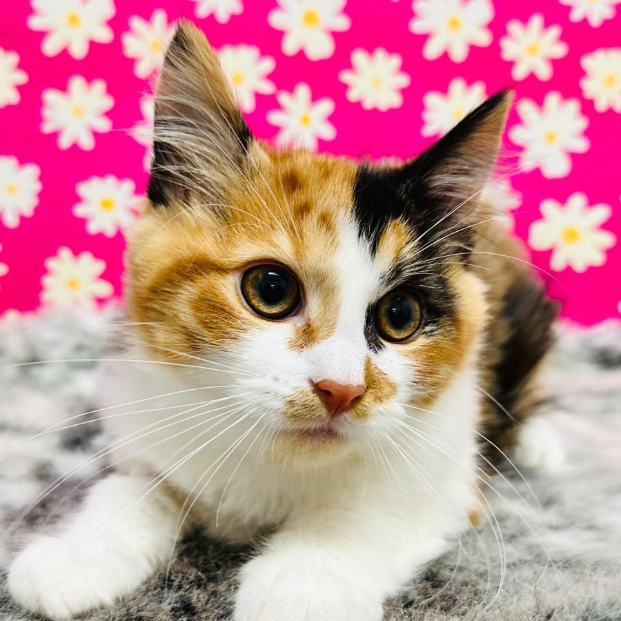 Nyssa - Located in Preston - Female Domestic Short Hair Cat in VIC ...