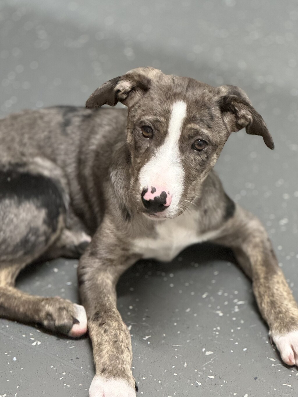 Violet - Medium Female Kelpie x Louisiana Catahoula Leopard Dog Mix Dog ...