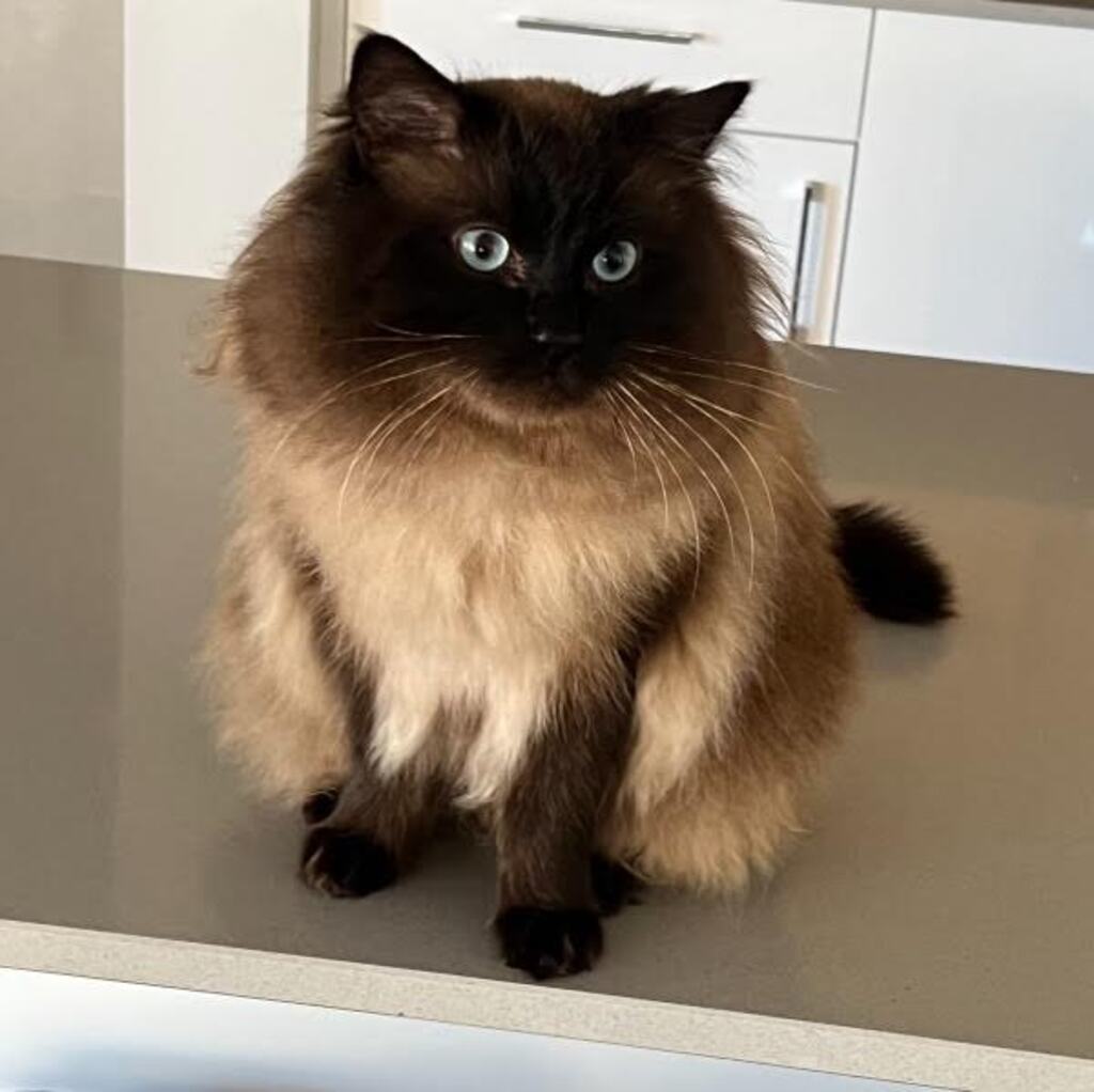 Koby - Male Ragdoll Cat in VIC - PetRescue