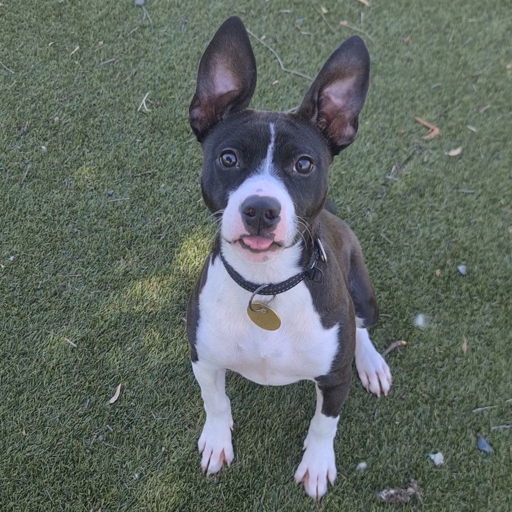 Chilli - Large Female Bull Arab x Staffy Mix Dog in VIC - PetRescue