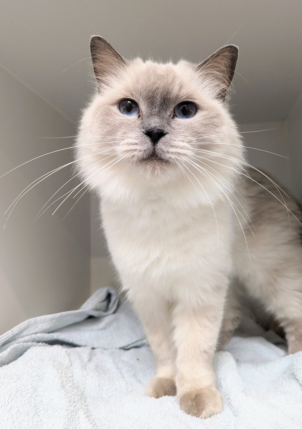 Annie - Female Ragdoll Mix Cat in QLD - PetRescue
