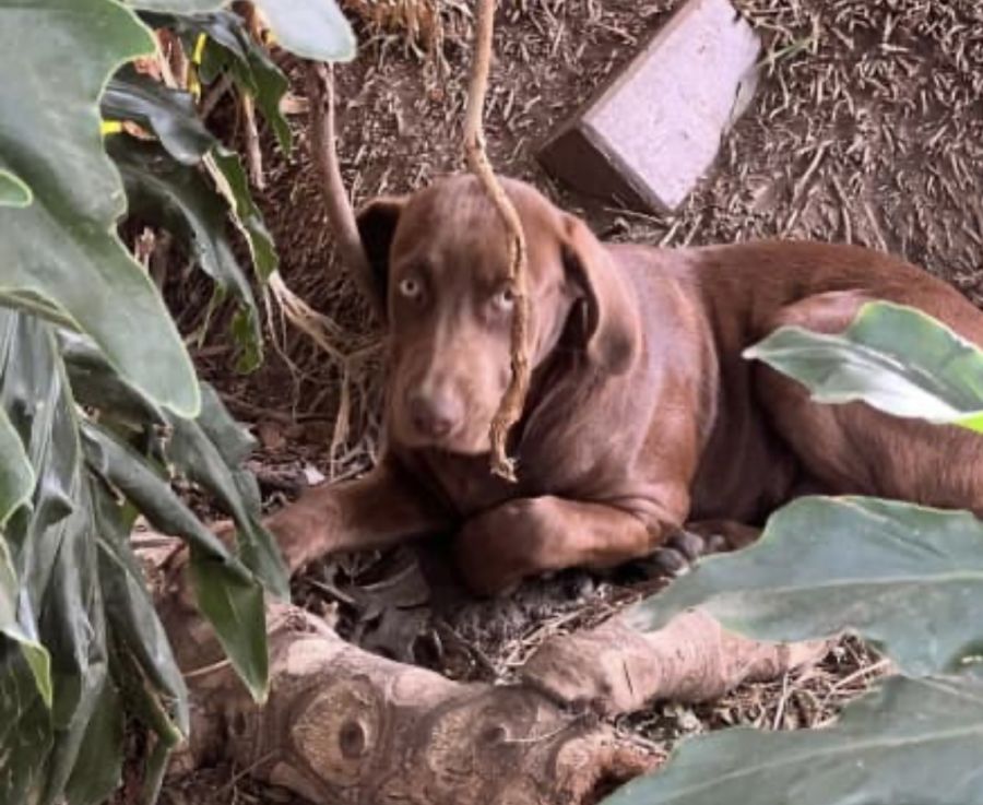 Ruby - Medium Female Labrador Dog in VIC - PetRescue