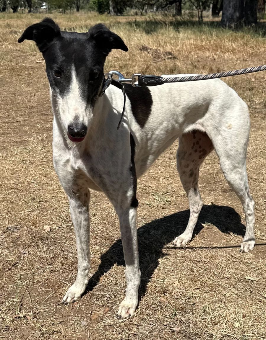 Fergie - Large Female Greyhound Dog in NSW - PetRescue
