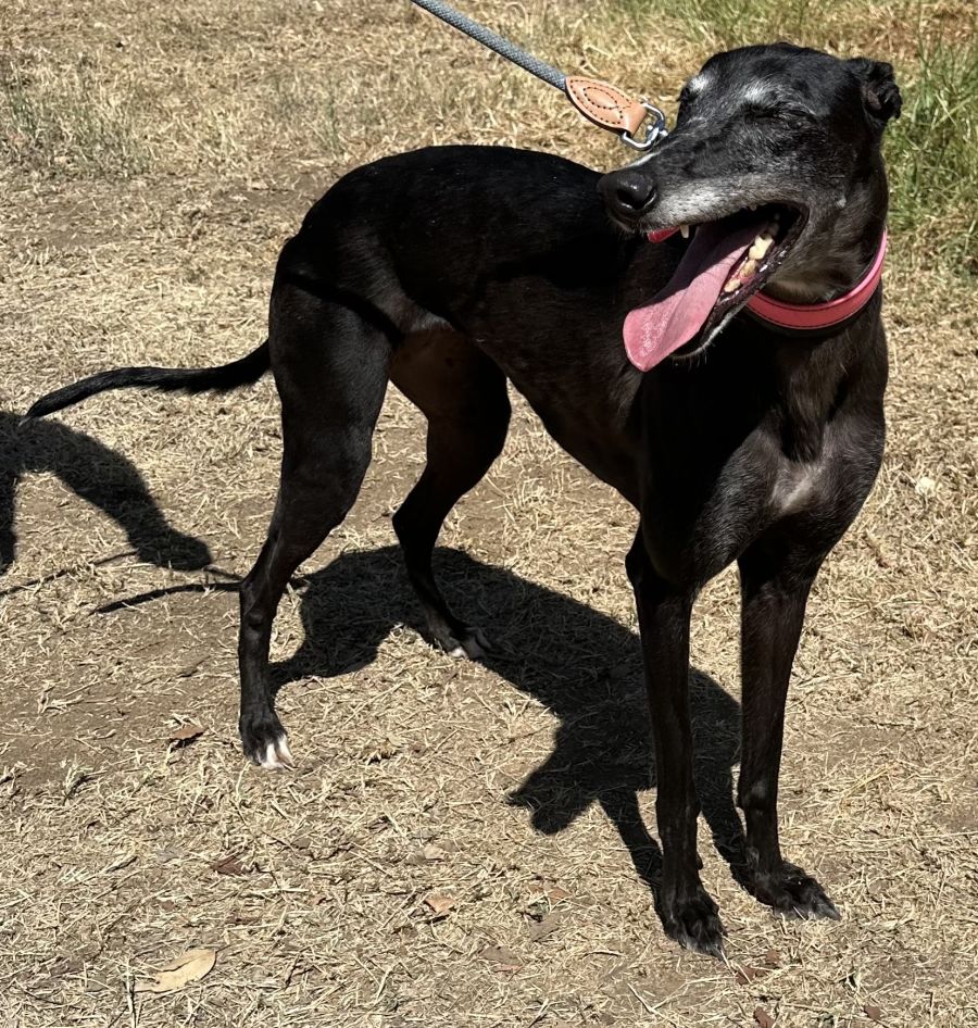 Dixie - Large Female Greyhound Dog in NSW - PetRescue