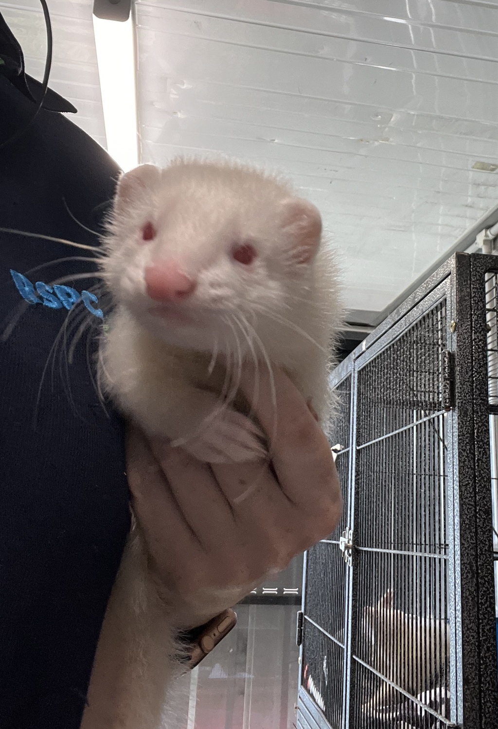 Puttanesca - Female Ferret Mix Ferret in ACT - PetRescue
