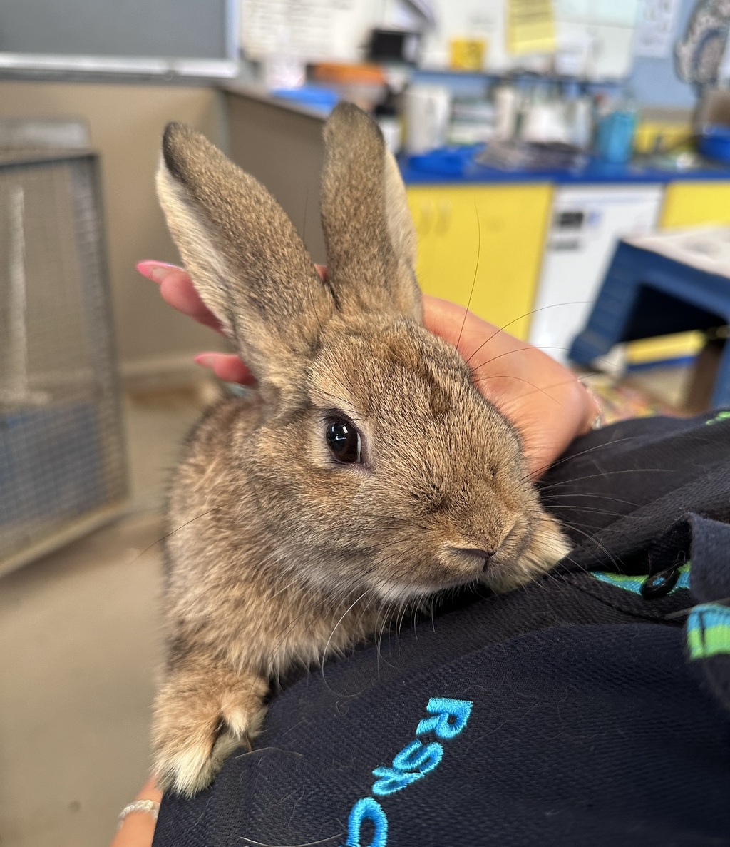 Frosties - Male Bunny Rabbit Mix Rabbit in WA - PetRescue