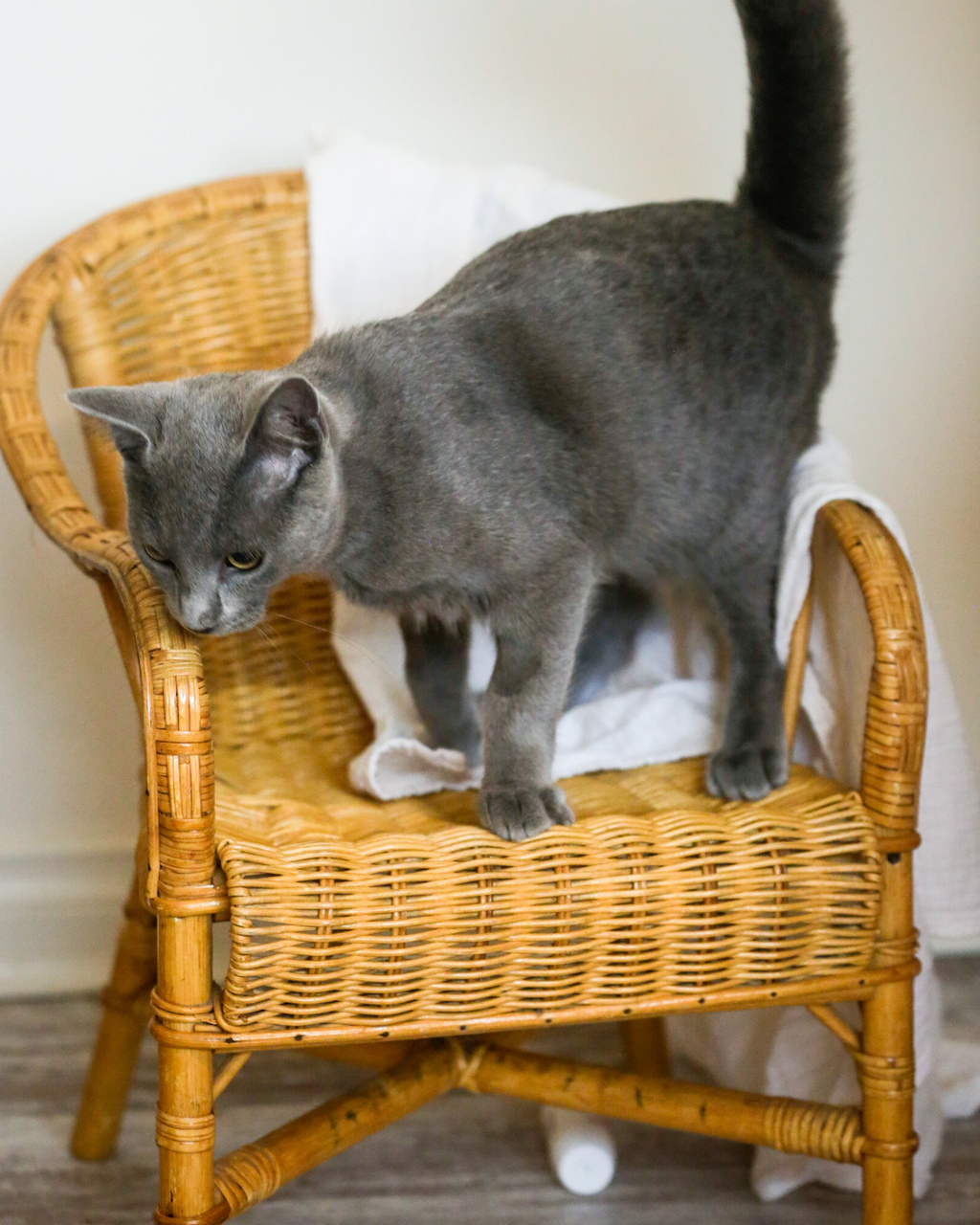 Stumpy - Male Domestic Short Hair Mix Cat in NSW - PetRescue