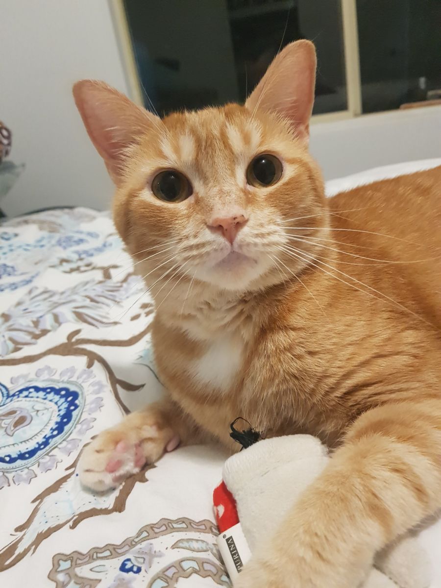 The Mad Catters Inc. - PetRescue