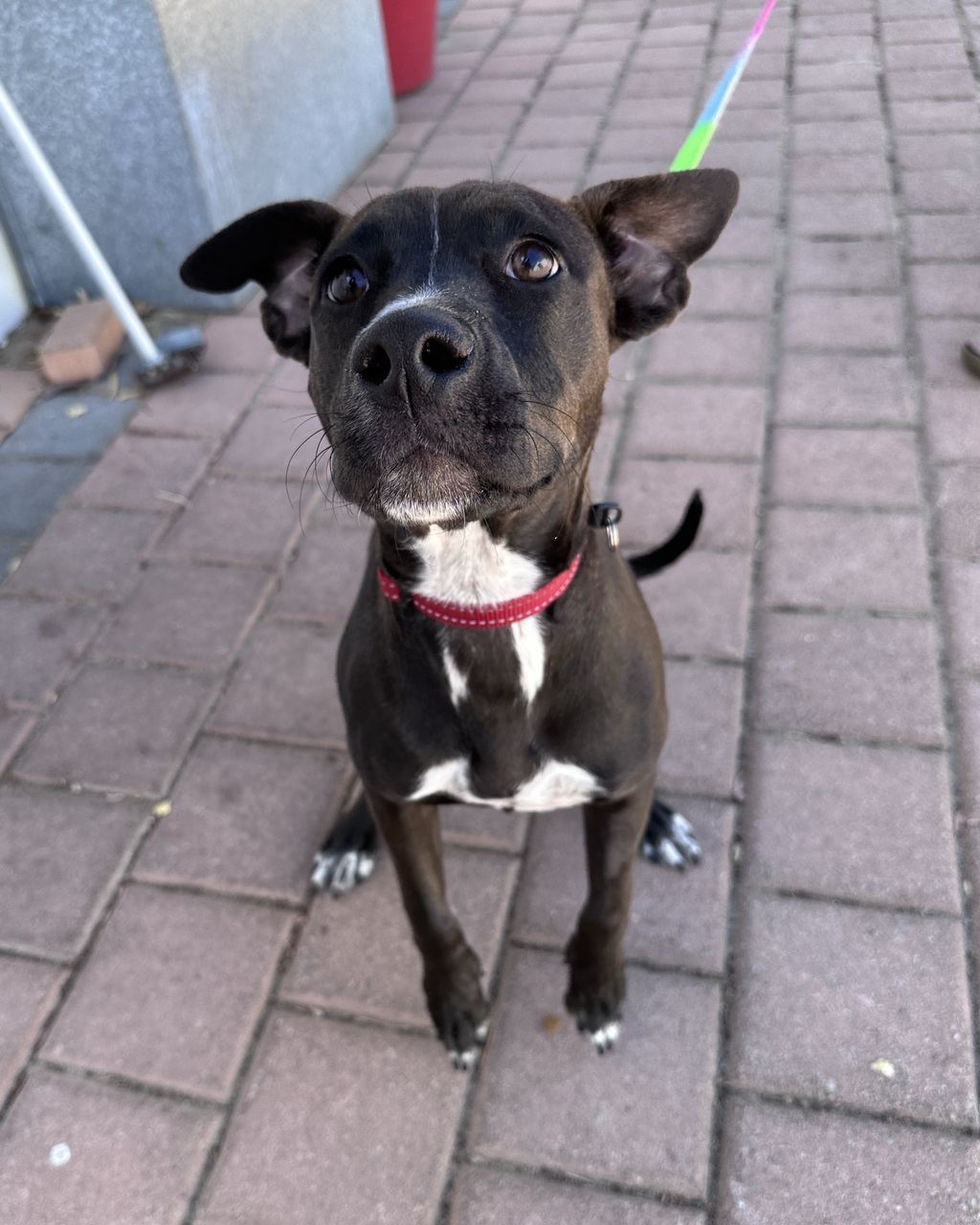 Heidi - Medium Female Staffordshire Bull Terrier Mix Dog in WA - PetRescue
