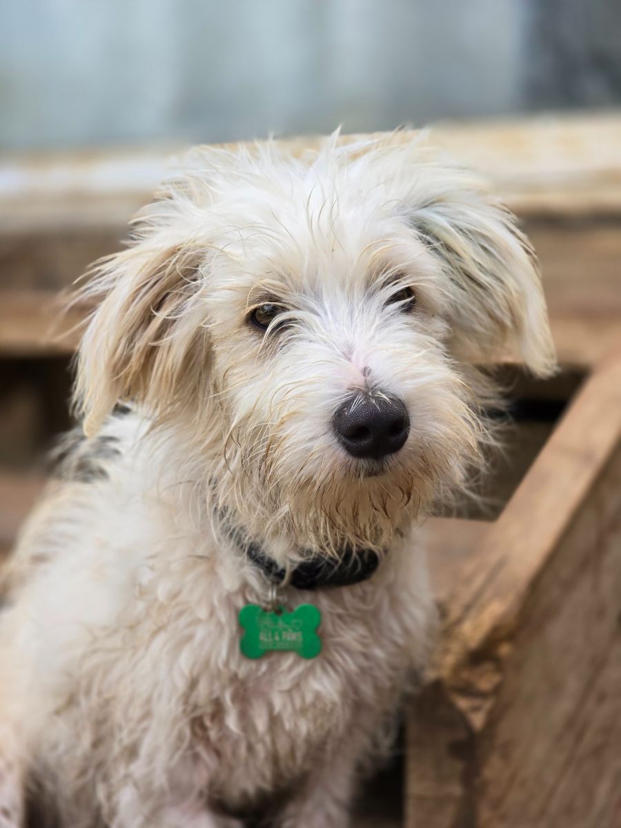 Gordo - Medium Male Maltese x Border Collie Mix Dog in VIC - PetRescue