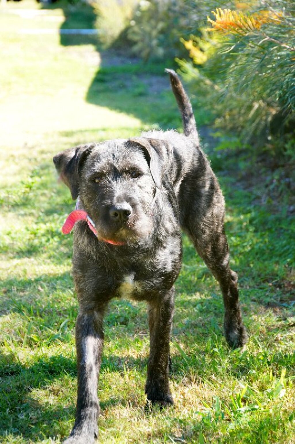 Sasha - Large Female Irish Wolfhound x Labrador Retriever Mix Dog in ...