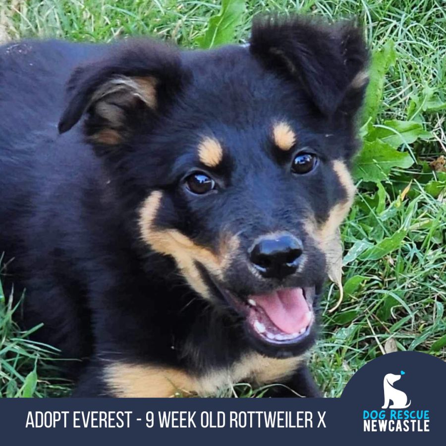 Everest - 9 Week Old Rottweiler X (Hold) - Medium Female Rottweiler x ...