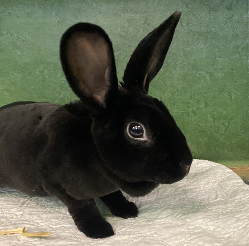 Barbara Wright - Female Rex Mix Rabbit in VIC - PetRescue