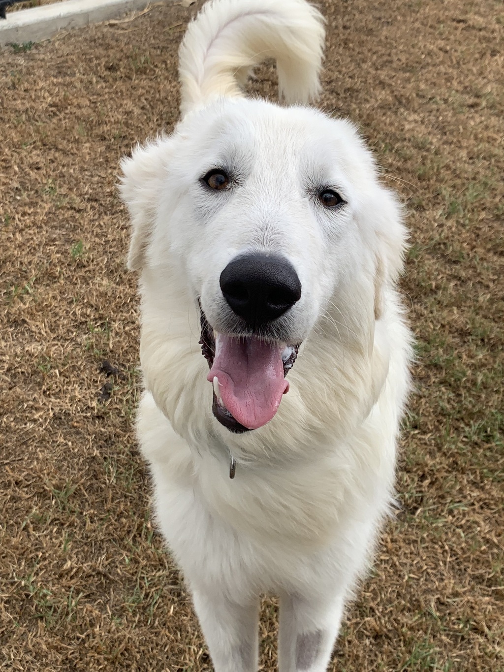 Mighty - Large Male Maremma Sheepdog x Borzoi Mix Dog in QLD - PetRescue