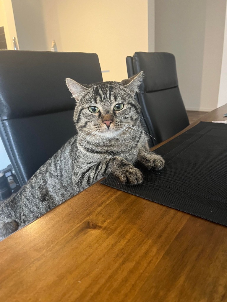 Chester - Male Domestic Short Hair Cat in VIC - PetRescue