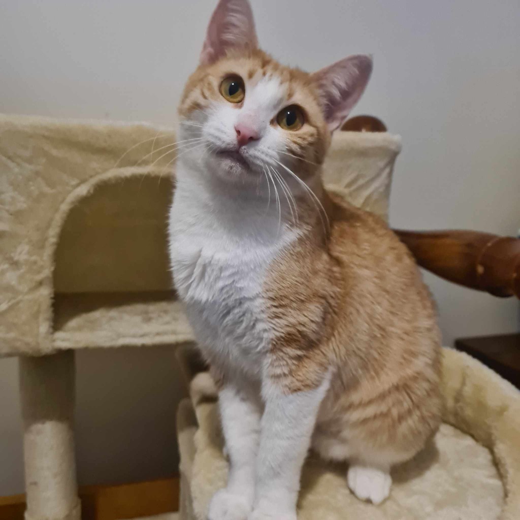 Endora - Female Domestic Short Hair Cat in VIC - PetRescue