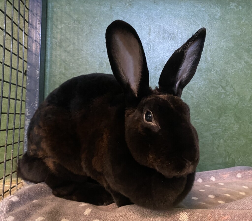 Mariah Carey - Female Rex Mix Rabbit in VIC - PetRescue