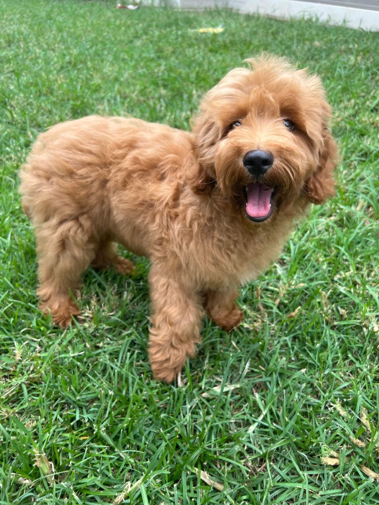 Theo - Medium Male Golden Retriever x Poodle Mix Dog in QLD - PetRescue