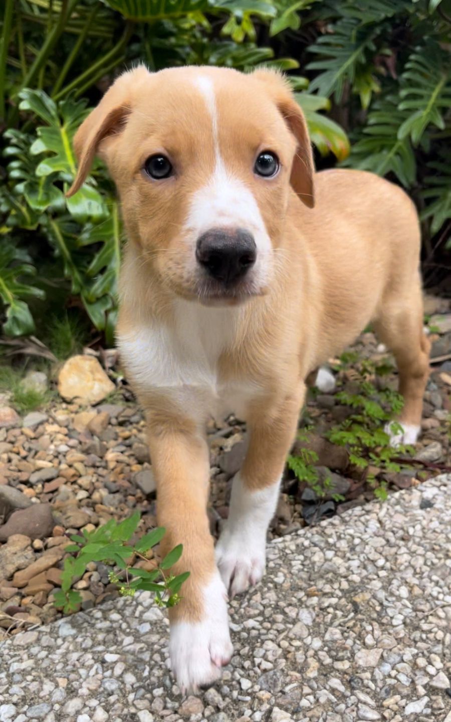 Wendy - Medium Female Kelpie x Border Collie Mix Dog in QLD - PetRescue