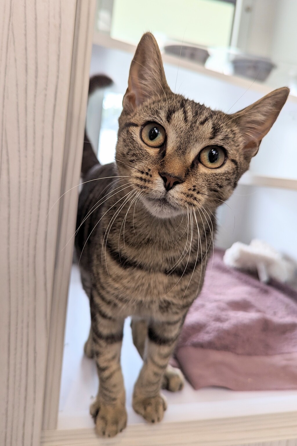 Knicks - Male Domestic Short Hair Mix Cat in QLD - PetRescue