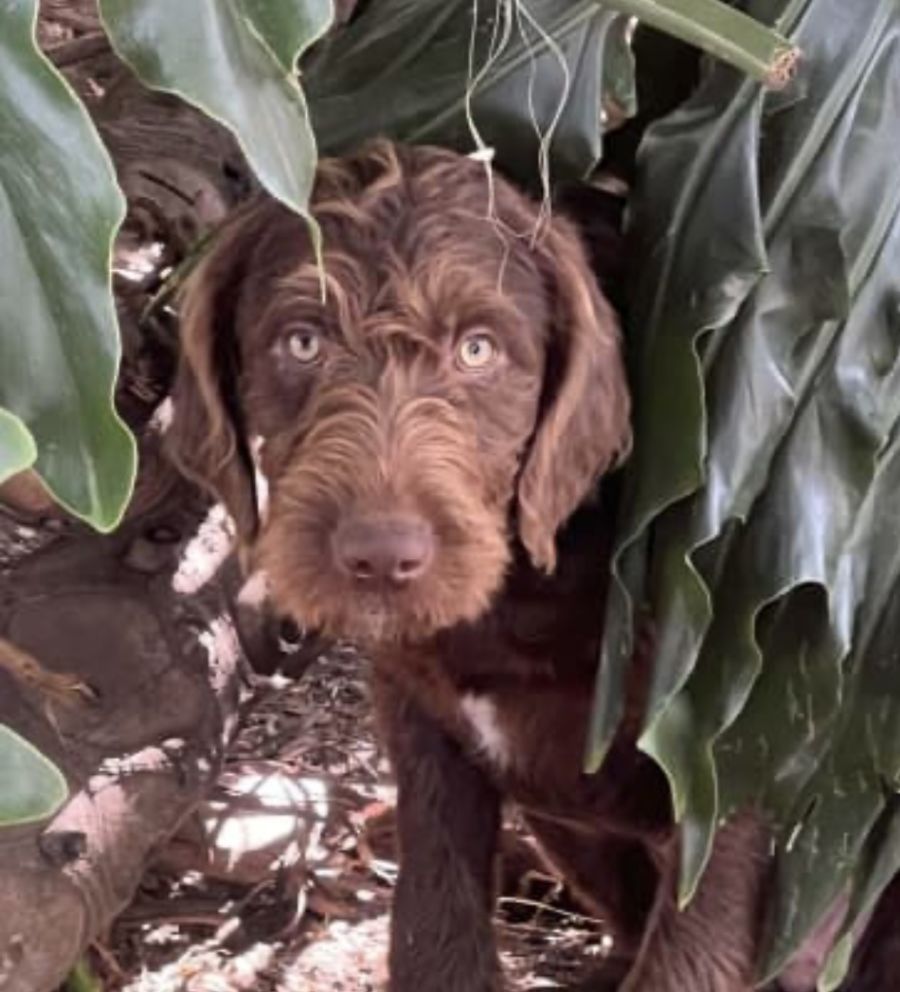 Cadbury - Medium Female Labradoodle Dog in VIC - PetRescue