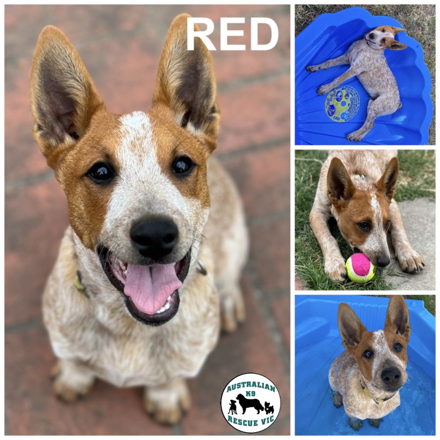 Red - Medium Male Australian Stumpy Tail Cattle Dog Mix Dog in VIC ...