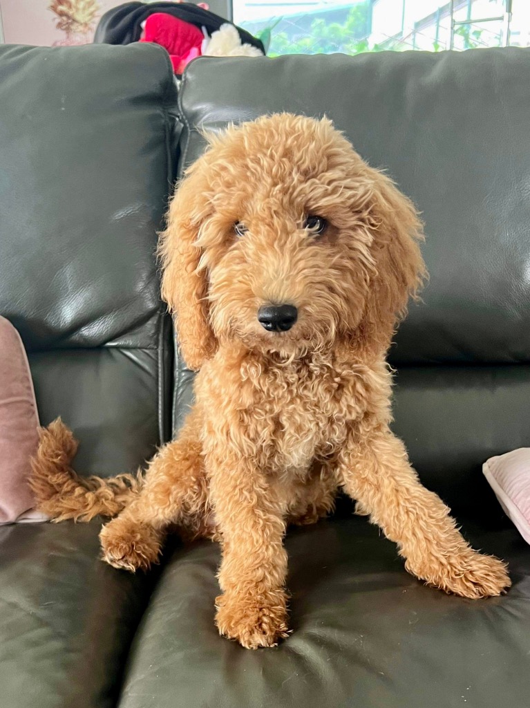 Frank - Medium Male Golden Retriever x Poodle Mix Dog in QLD - PetRescue