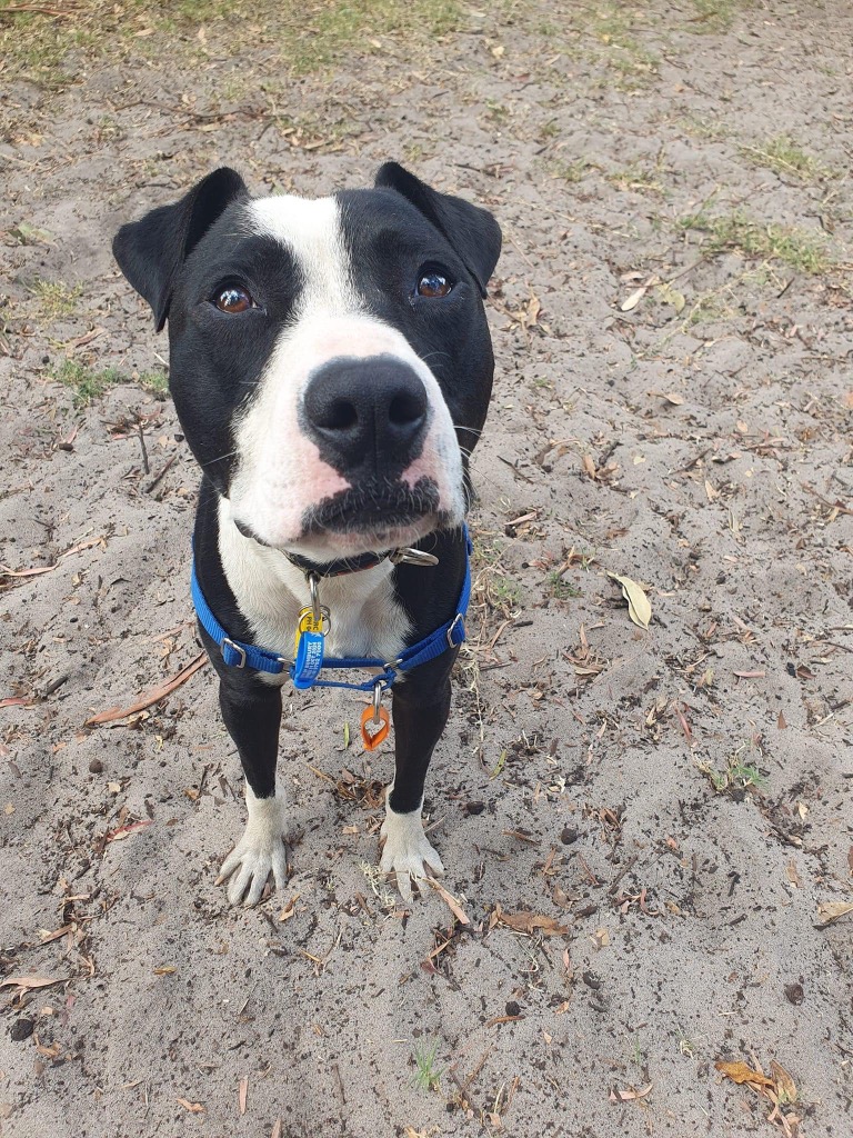 Bunbury Animal Rescue Rehome Care Incorporated - PetRescue