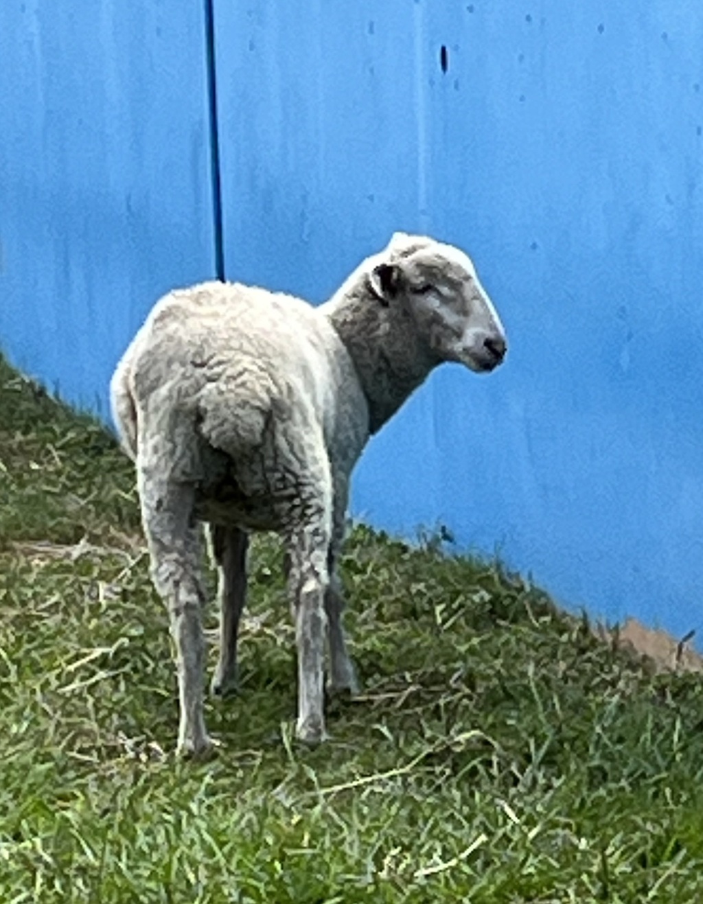 Leila - Female Sheep Mix Sheep in QLD - PetRescue