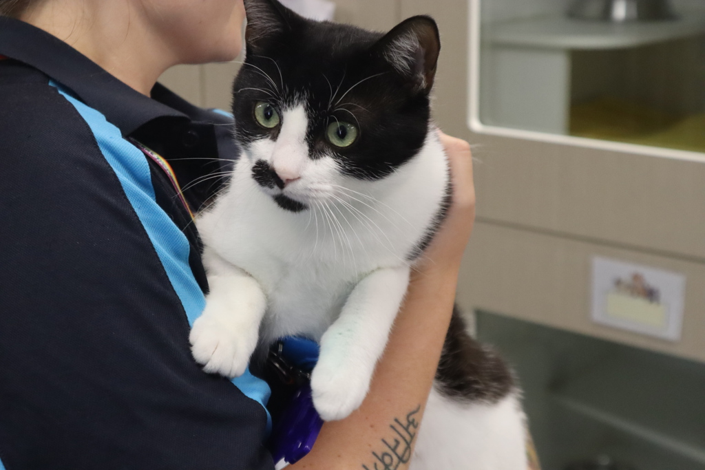 Lemmy - Male Domestic Short Hair Mix Cat in VIC - PetRescue