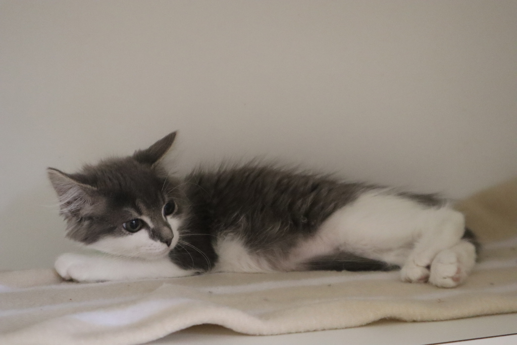 Imogen - Female Domestic Medium Hair Mix Cat in VIC - PetRescue