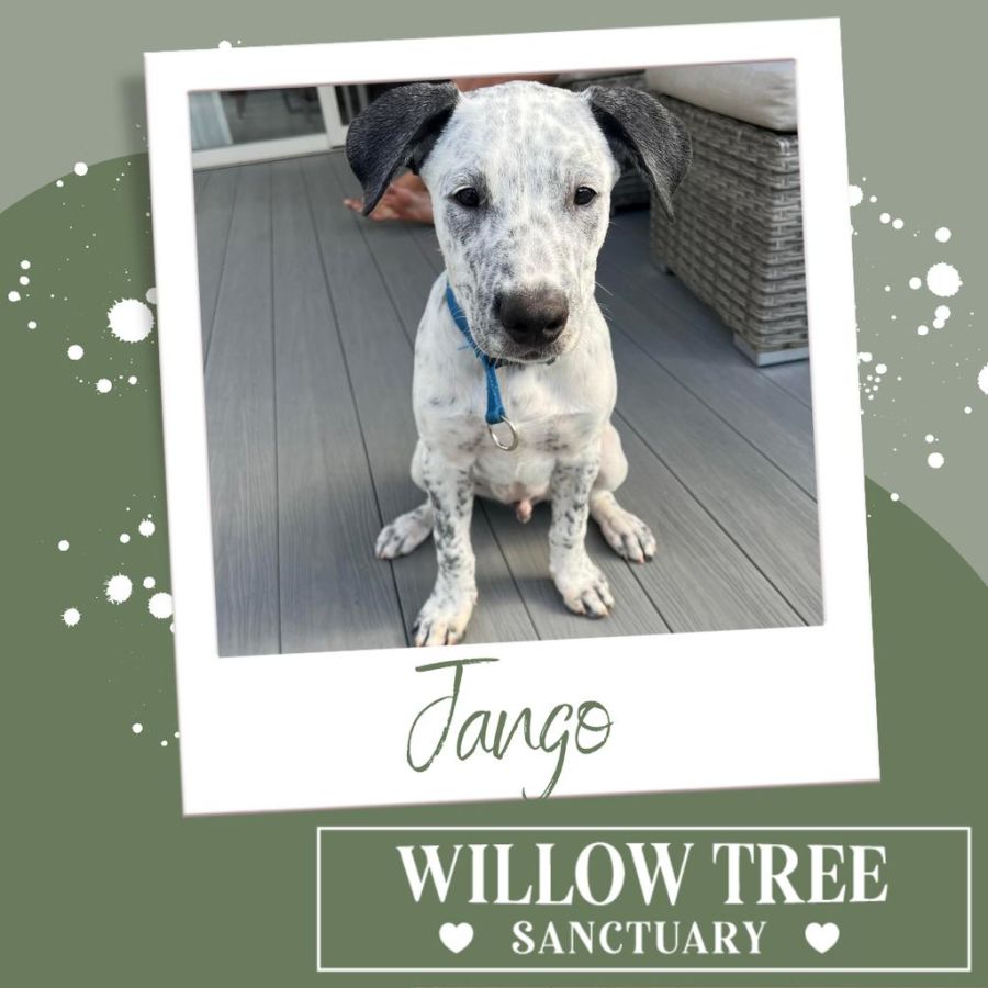 Jango - Medium Male Blue Heeler Mix Dog in NSW - PetRescue