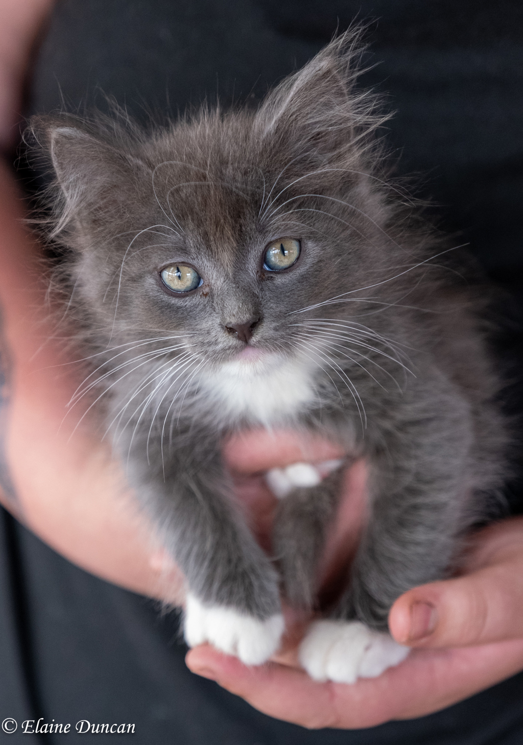 Rebel - Male Domestic Longhair Mix Cat in NSW - PetRescue