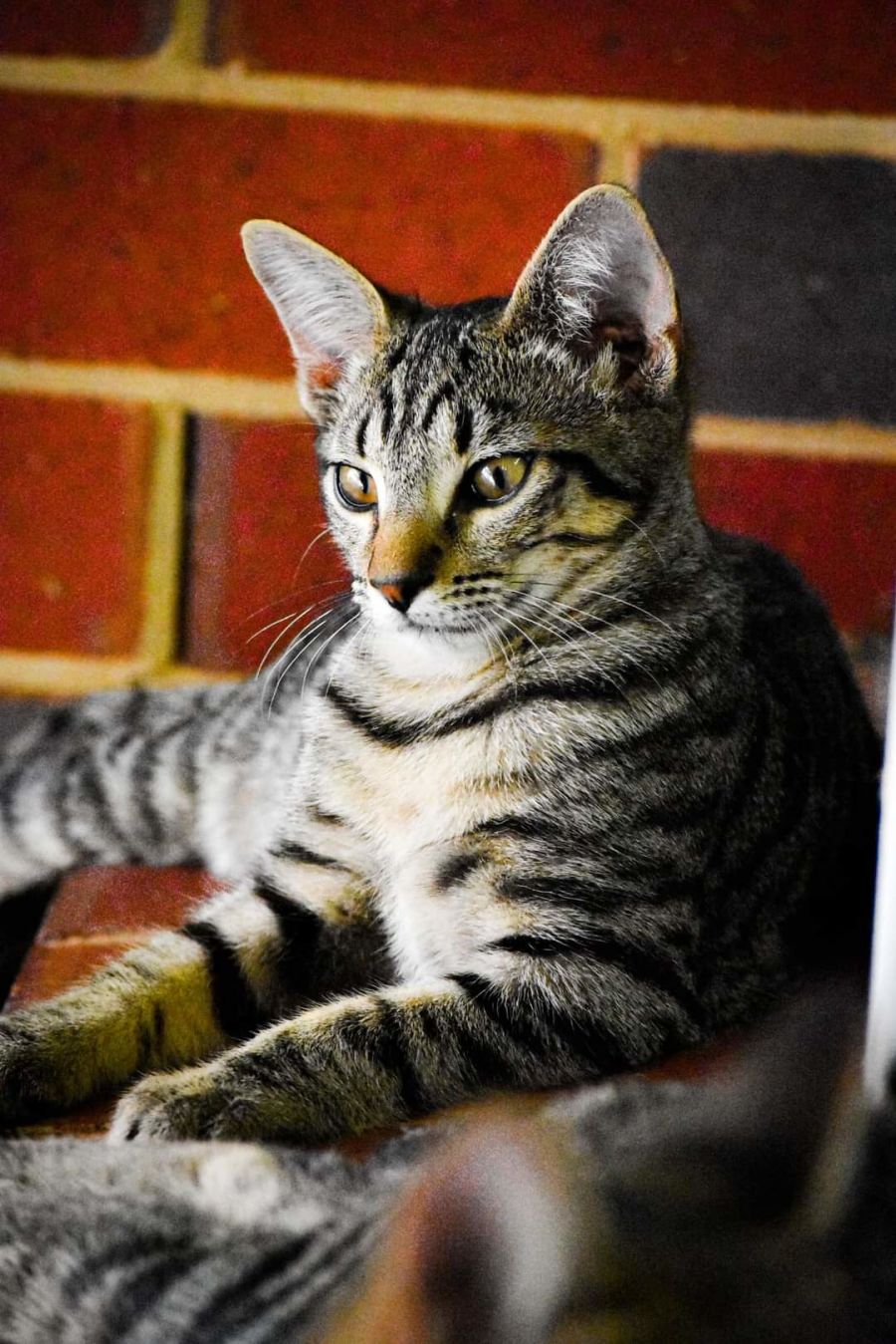 Sherlock & Watson - Male Bengal Mix Cat in NSW - PetRescue
