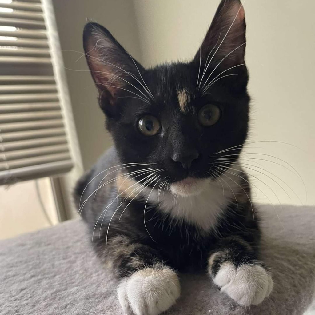 Katara - Female Domestic Short Hair Cat in WA - PetRescue