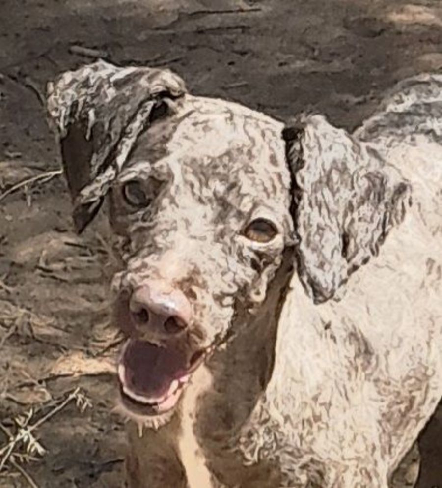 Gazza - Small Male Poodle x Cross breed Dog in NSW - PetRescue