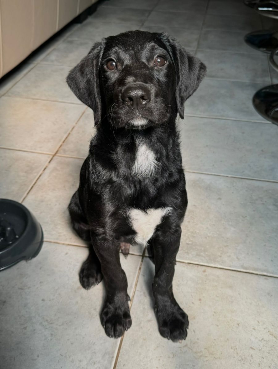 Ezekiel - Medium Male Labrador Mix Dog in NSW - PetRescue