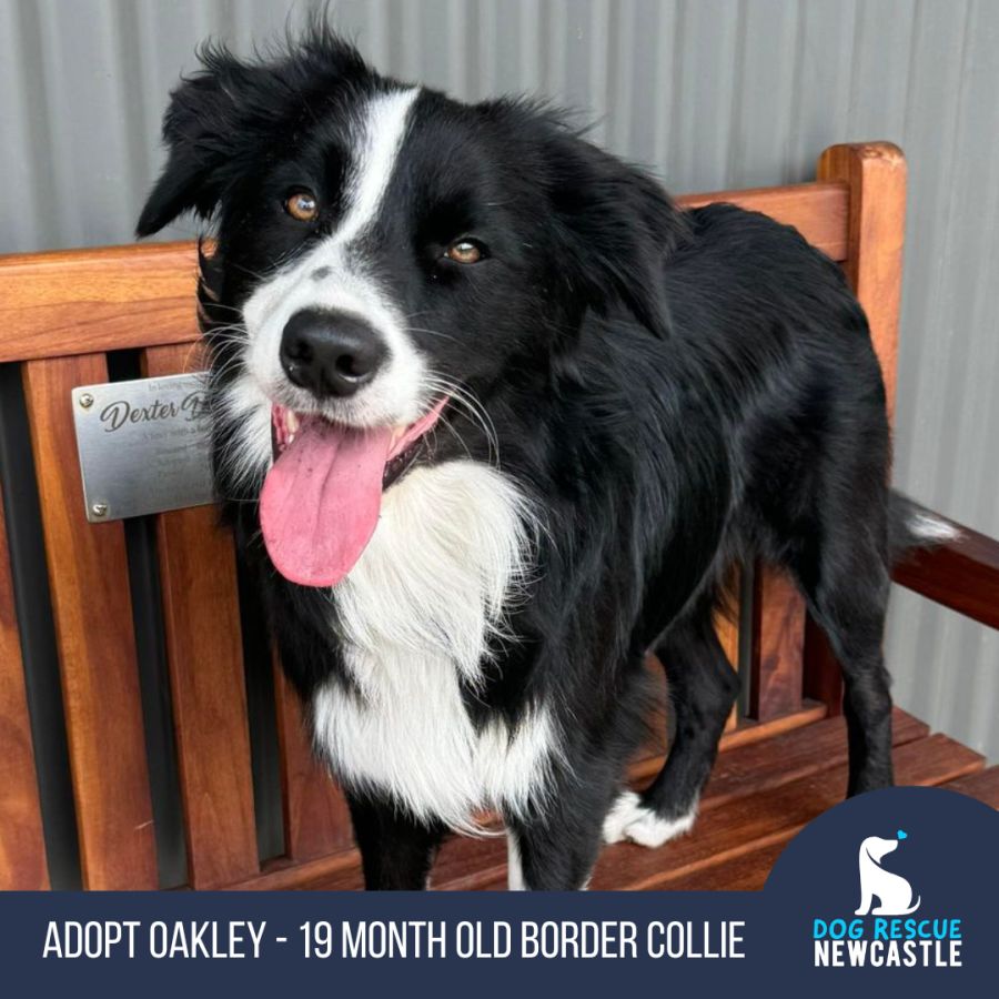 Oakley - 19 Month Old Border Collie (Trial) - Medium Male Border Collie Dog in NSW - PetRescue