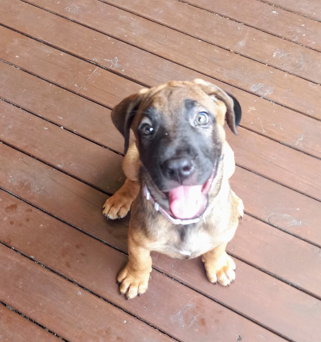 Bella - Large Female Irish Wolfhound x Italian Corso Dog (Cane Corso ...