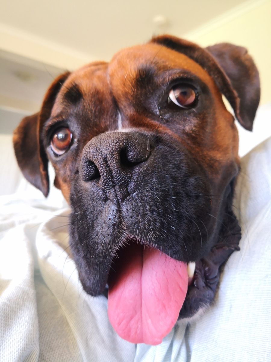 Willow - Medium Female Boxer Dog in SA - PetRescue