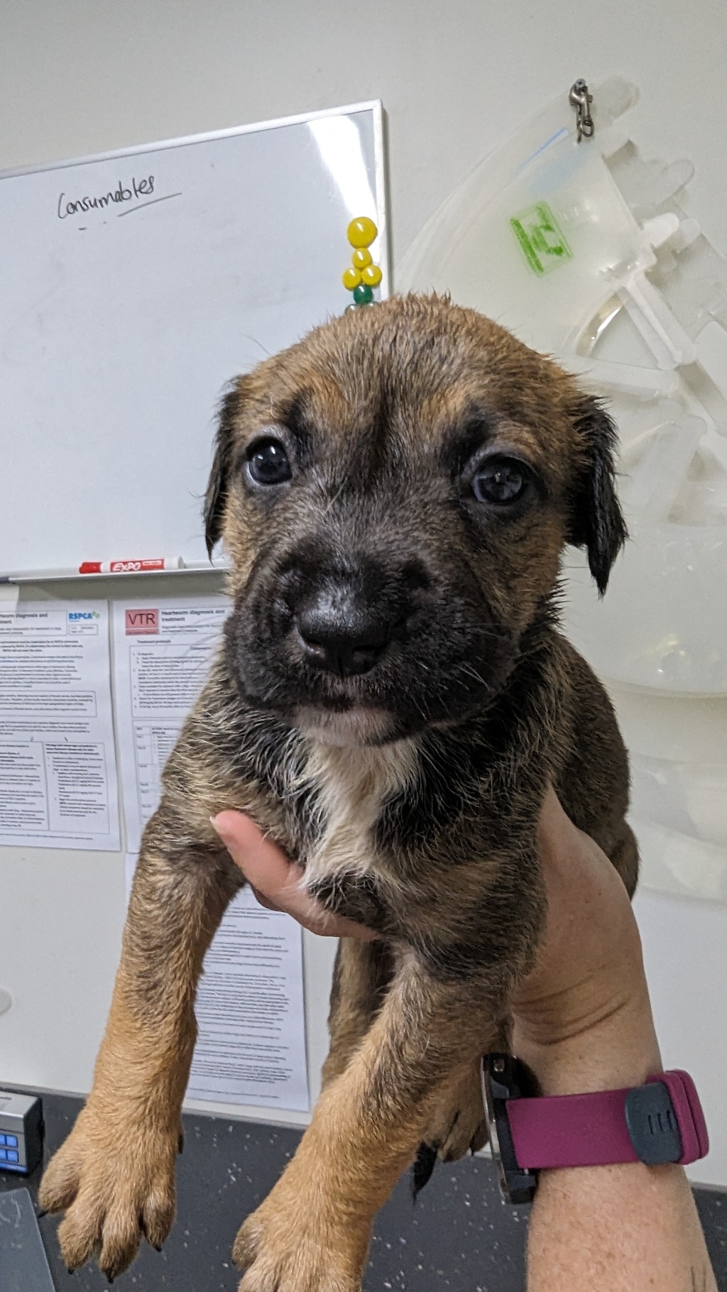 Emily - Large Female Irish Wolfhound x Italian Corso Dog (Cane Corso ...