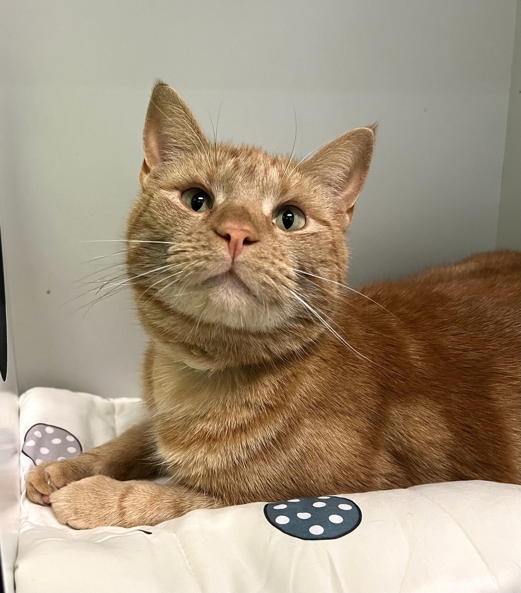 Akibrus - Male Domestic Short Hair Cat in VIC - PetRescue